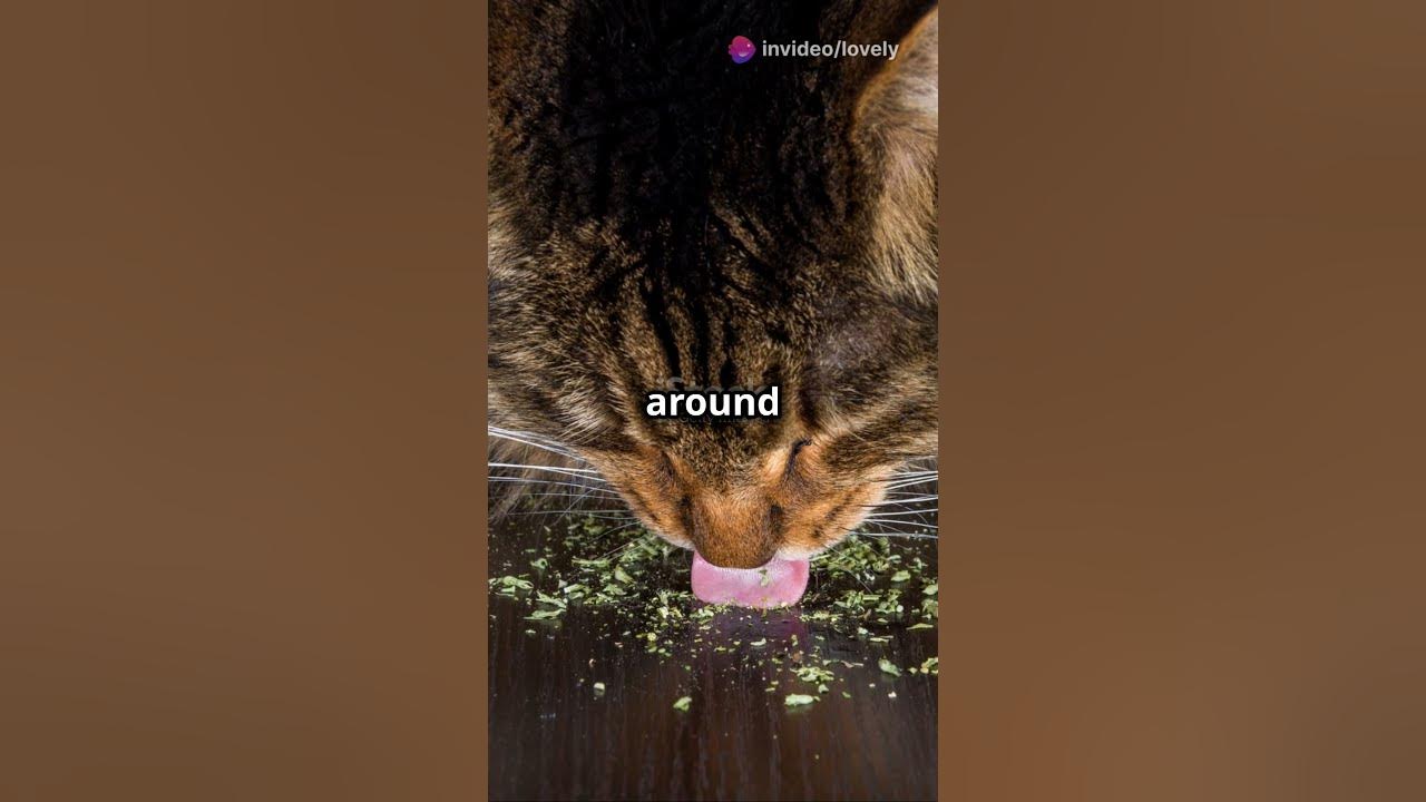 Why Do Cats Go Crazy for Catnip? 🐱 #catnip #catfacts #FelineFun #petcare #catscience - YouTube