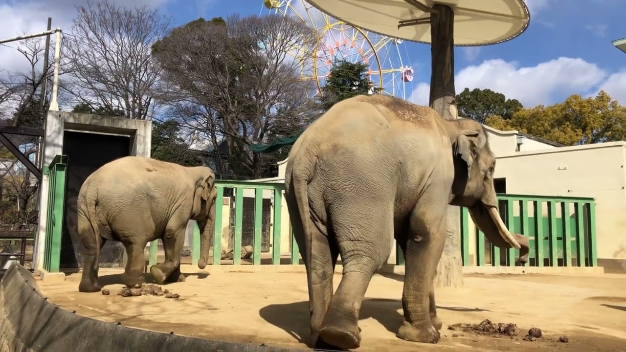 Elephants in Japan zoo| ช้างในสวนสัตว์ญี่ปุ่นกับพื้นที่คับแคบ - YouTube