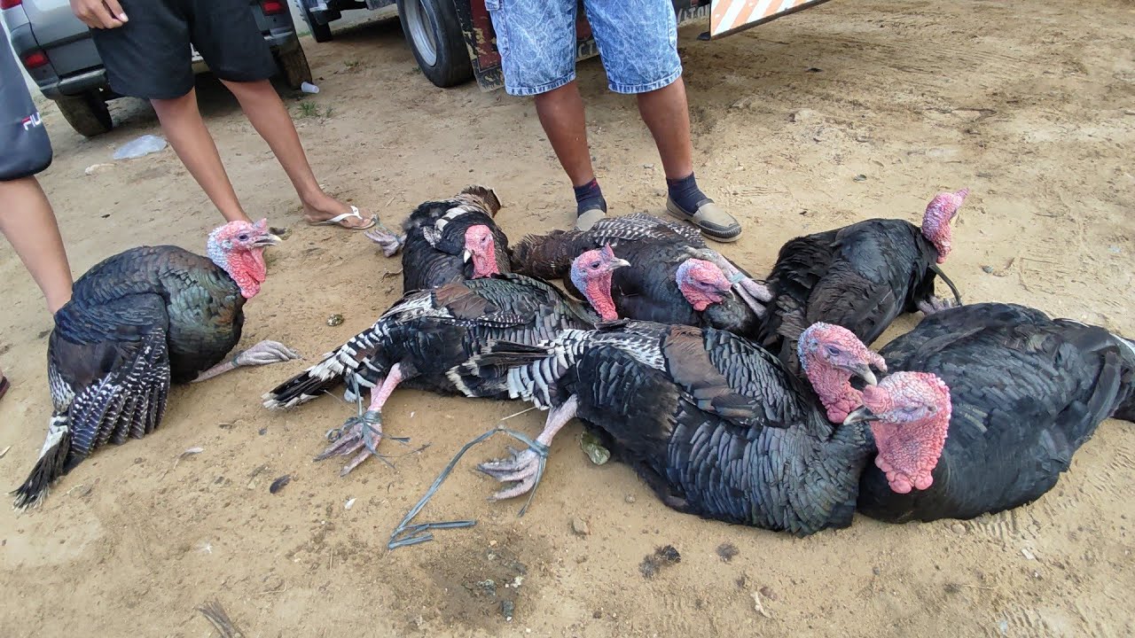 FRIRA DA GALINHA CAIPIRA DE CAMPINA GRANDE-PB - YouTube