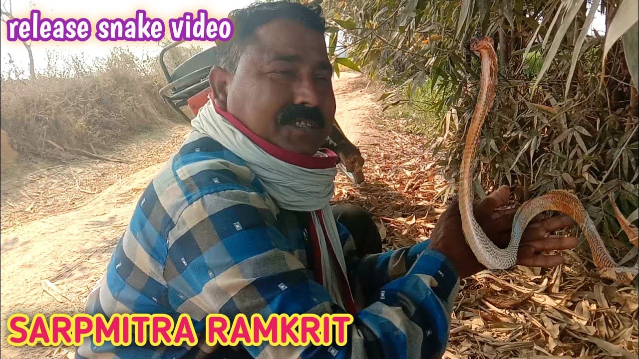 Snake Release video - तीन सांप एक साथ हुई रिलीज | #common karait saamp ...