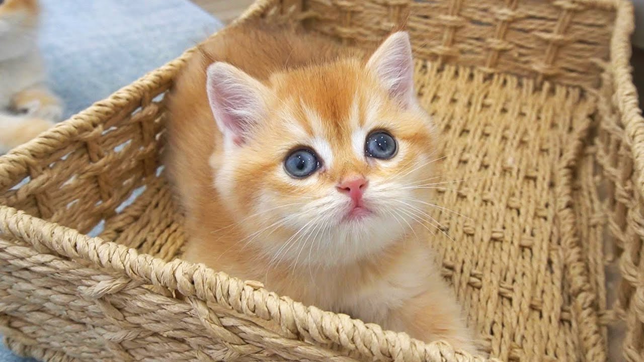 A chubby kitten 💕 - YouTube