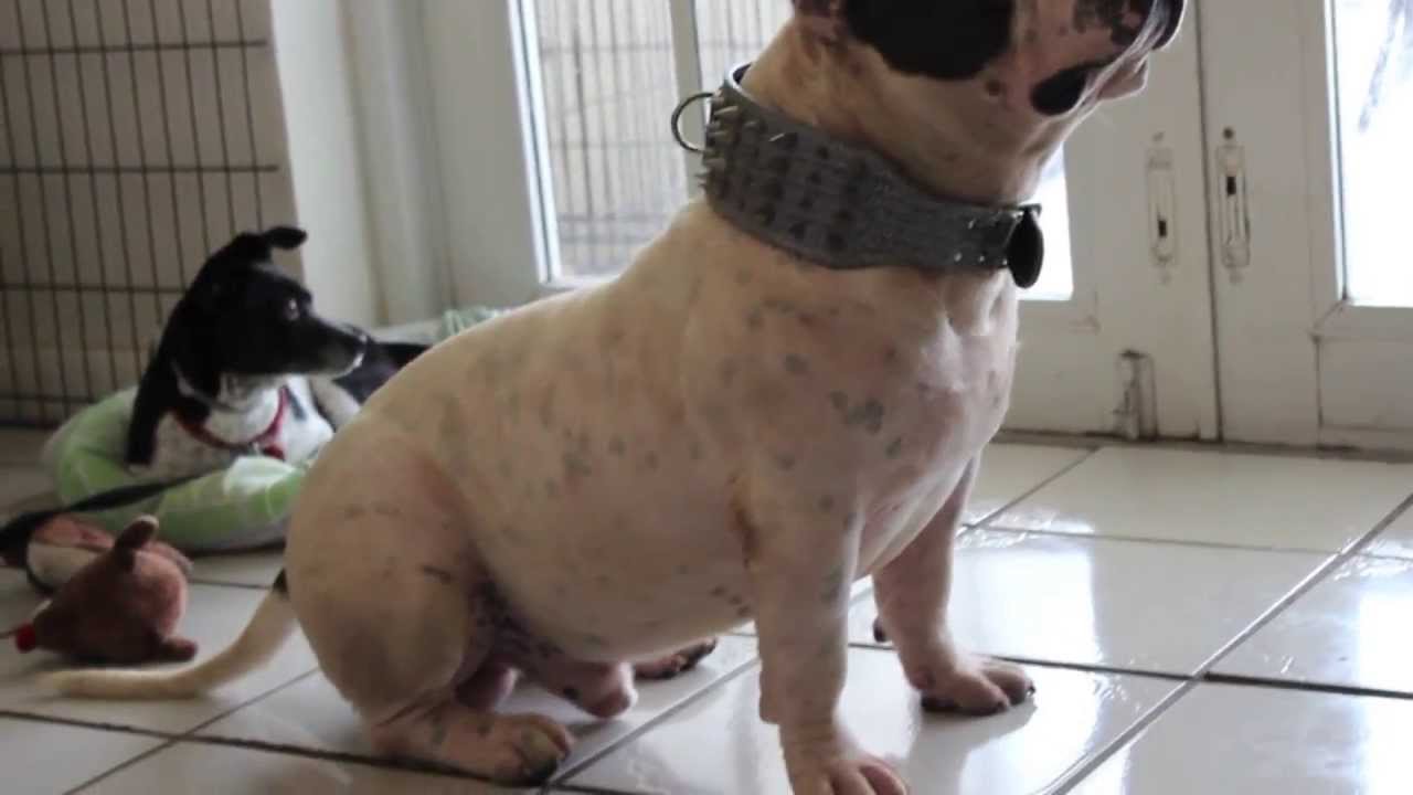 BOO GOTTI AMERICAN BULLY DAXLINE KURUPT BLOOD MIAGI DAX BULLSEYE FRENCH ...