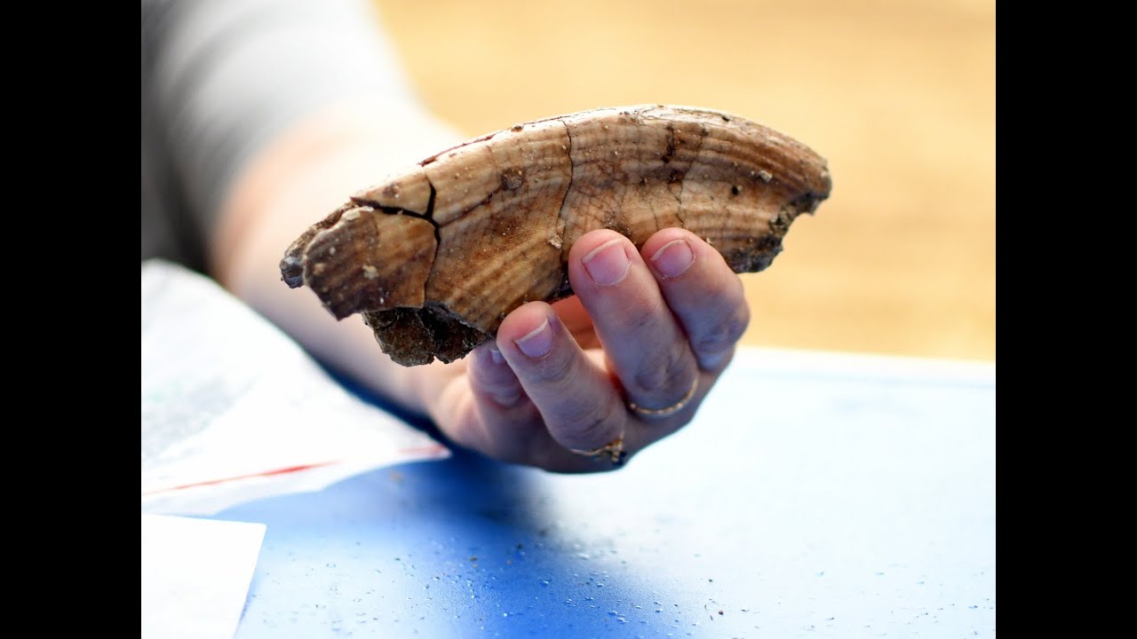 NEWS / 'Ubeidiya National Park in the Jordan Valley Opens to the Public ...