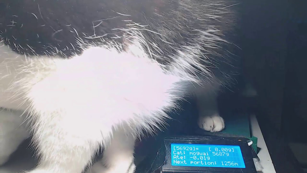 Meowton Live Stream - YouTube