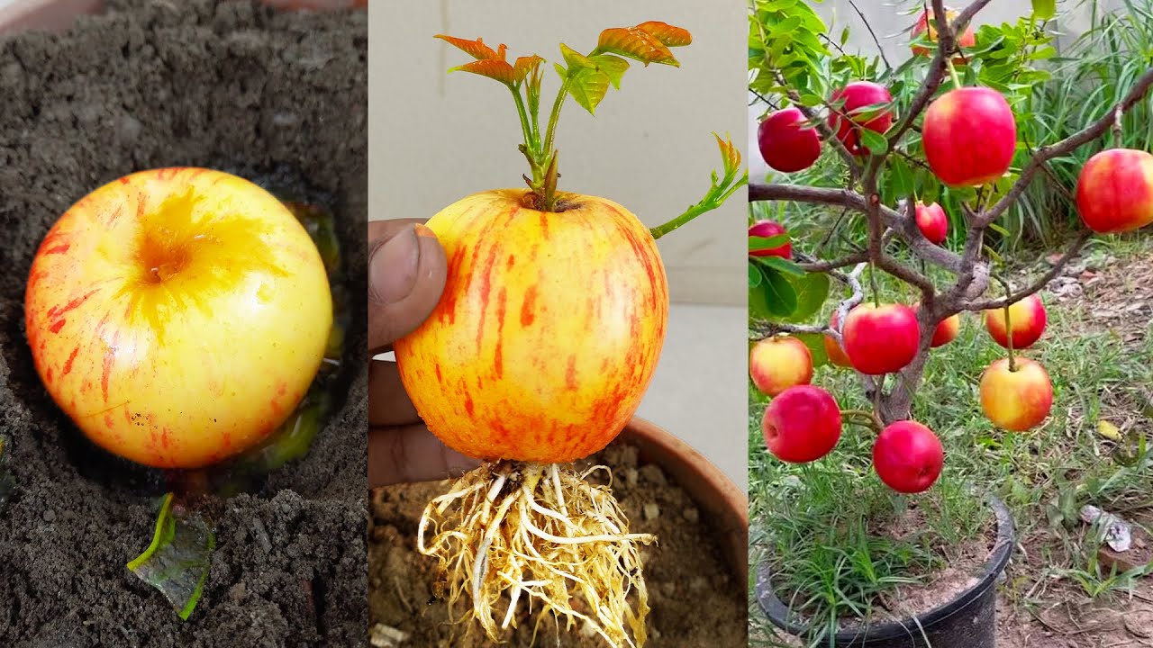 Unique skill Apples growing fast eggs and aloe vera, how to grow Apple ...