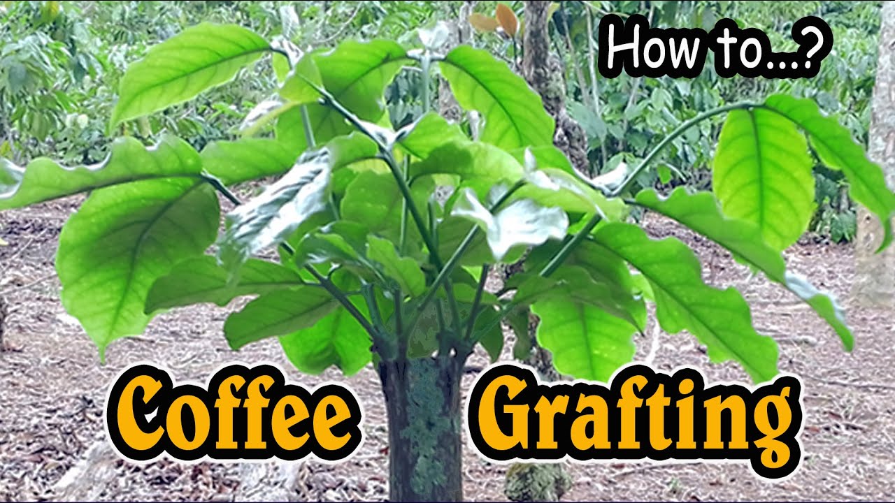 Coffee grafting - Coffee tree grafting - Grafting coffee - Grafting ...