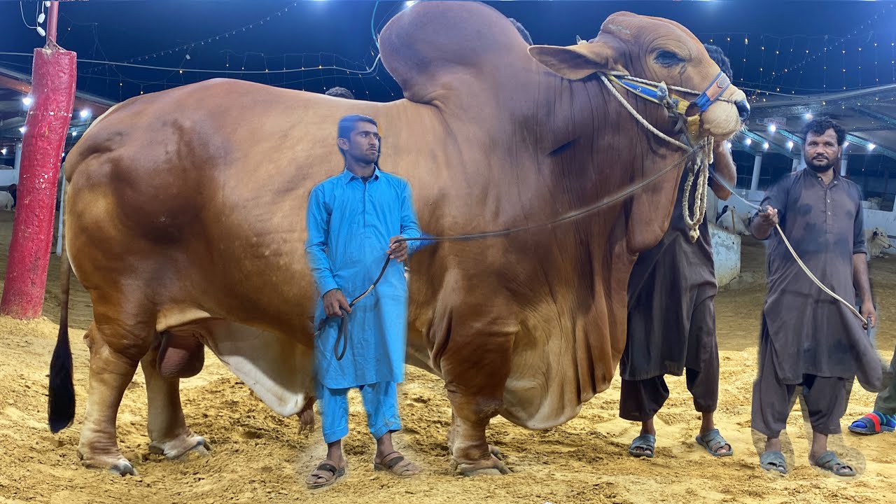 Biggest Bulls Collection of Safeer Cattle Farm Karachi #biggest_bull # ...