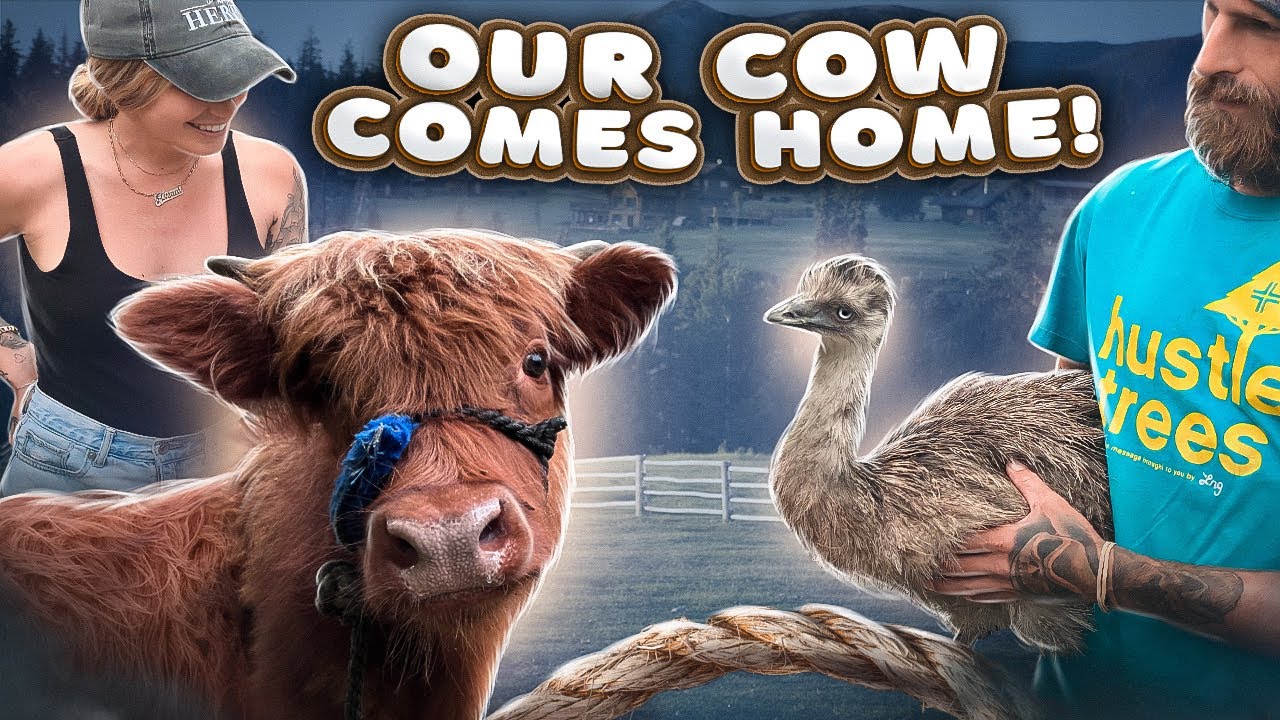 We got a COW ! 🐮 - YouTube