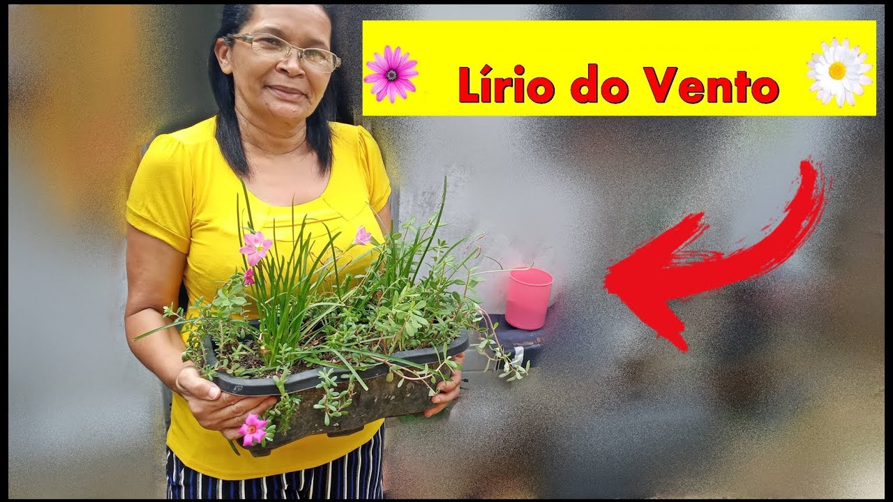 Como Cultivar Lirio do Vento em vaso como cuidar do lirio do vento ...