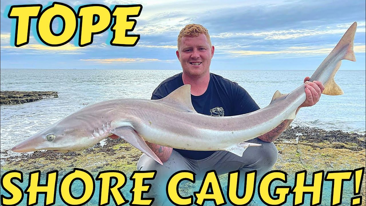 Anglesey tope fishing - TWO LANDED OF THE SHORE! What a session! - YouTube