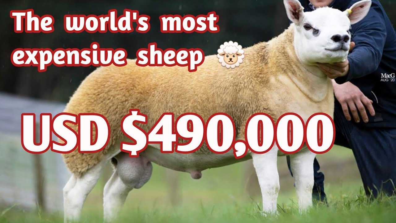 The world's most expensive sheep | USD $490,000 | Guinness world record ...