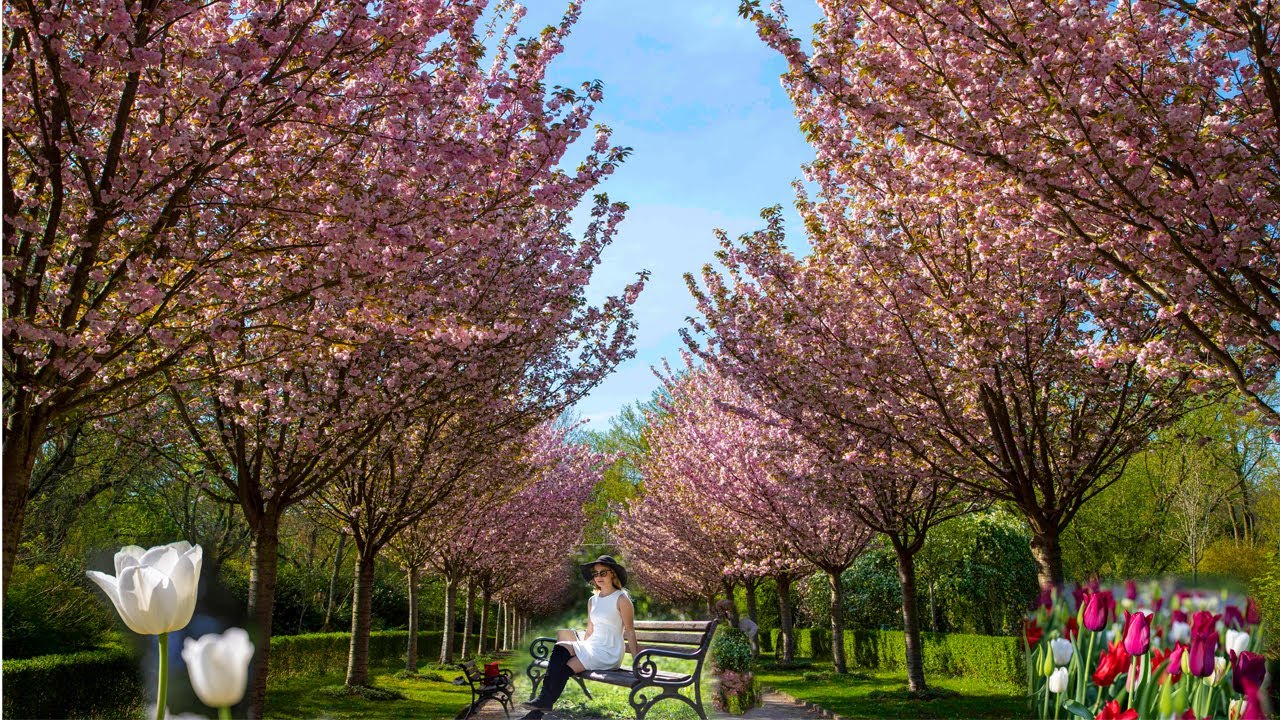 Dortmund Rombergpark 2023, der Botanische Garten, die Blüte der ...
