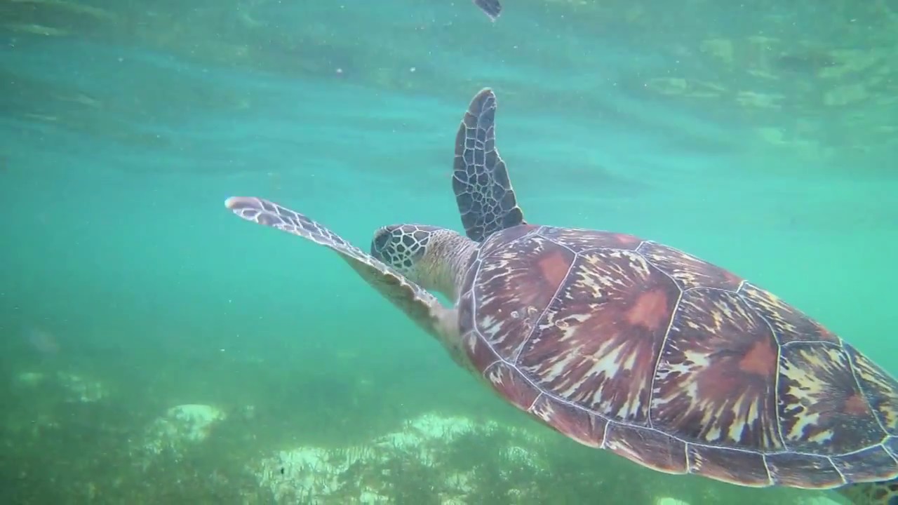 Green Sea Turtle Green Island, Australia - YouTube