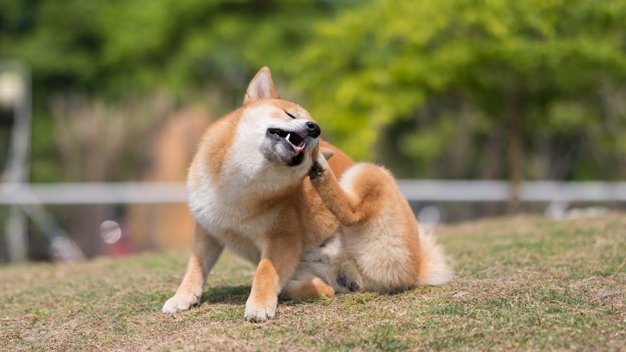 Learn About the Shiba Inu Breed Standard and Conformation - YouTube