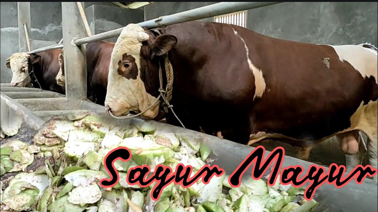 Untung melipat Sapi jumbo pola pakan 80 % sayur Sayuran 20 %katul - YouTube