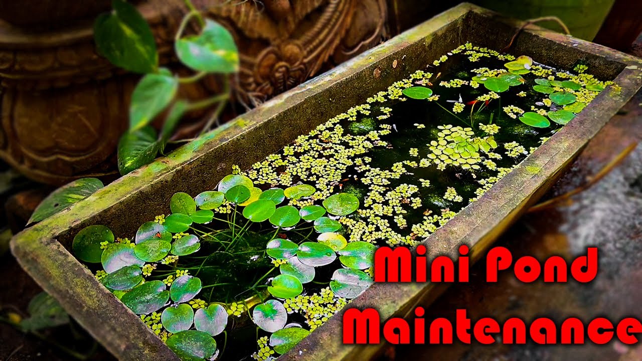 Fish Pond Design Ideas | Mini Pond Maintenance | How to Build a pond ...