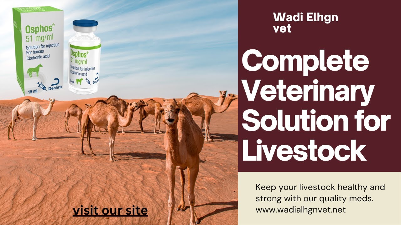 Revolutionizing Equine Health: A Deep Dive into OSPHOS for Navicular ...