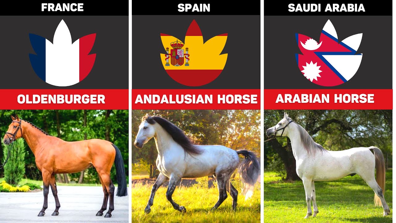 List Horse Breeds From Different Countries - YouTube
