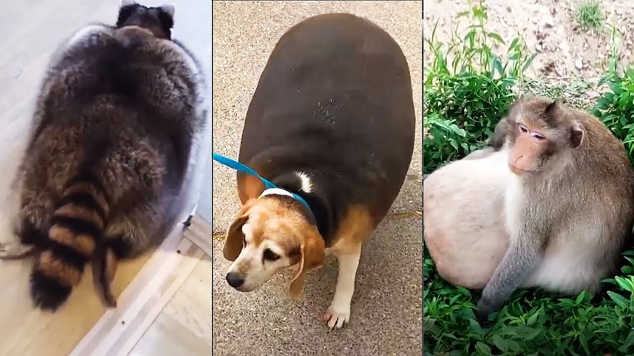 The Cutest Overweight Animals You'll Love - YouTube