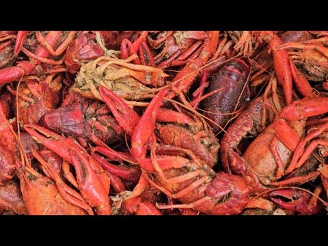 A Day in the Life of a Crawfish Man....some lady backed over my Crap ...