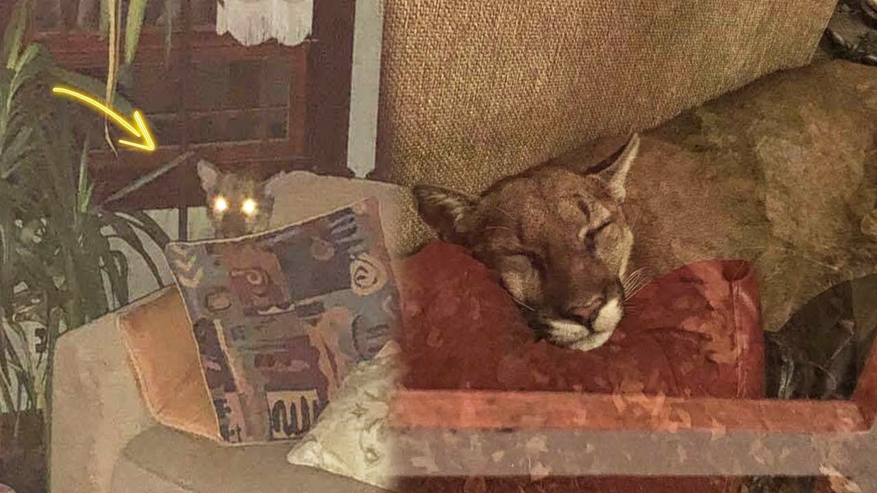 Woman Found a Huge Puma In Her Home, But Wasn't Confused And Put Cat To ...