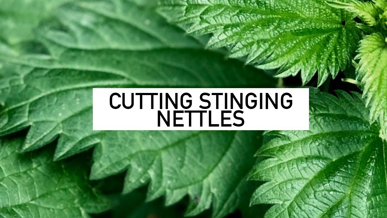 Cutting Stinging Nettles - YouTube