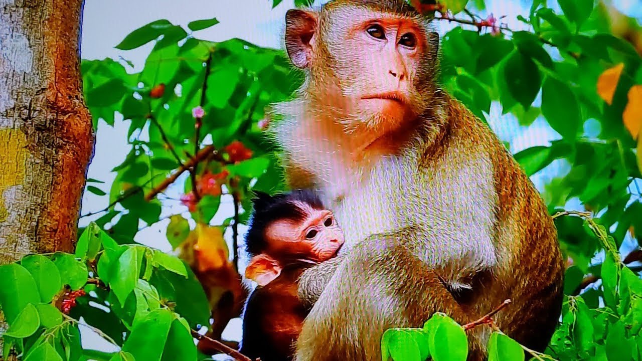 Primate Monkey - YouTube