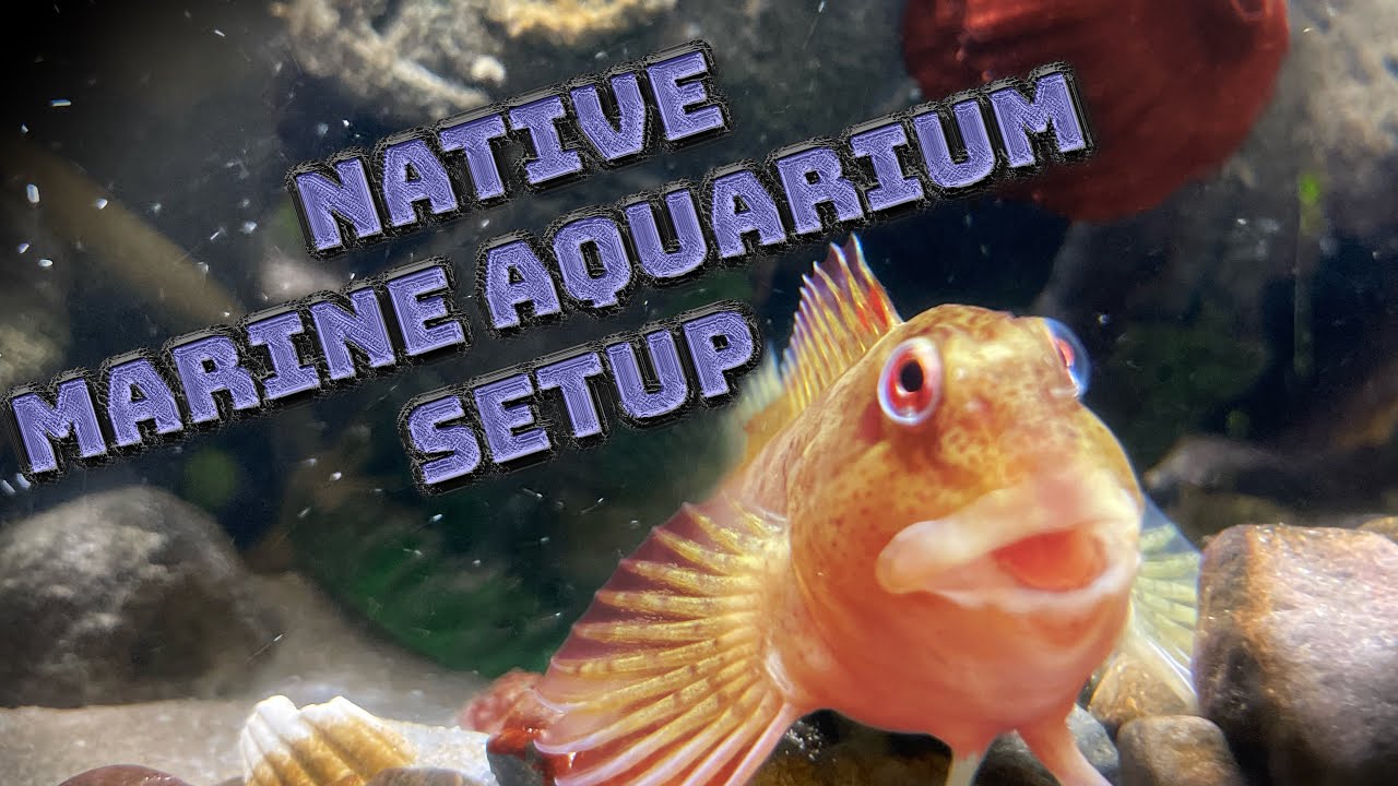How To Set Up A Native Marine Aquarium #aquarium #seaaquarium #fishtank ...