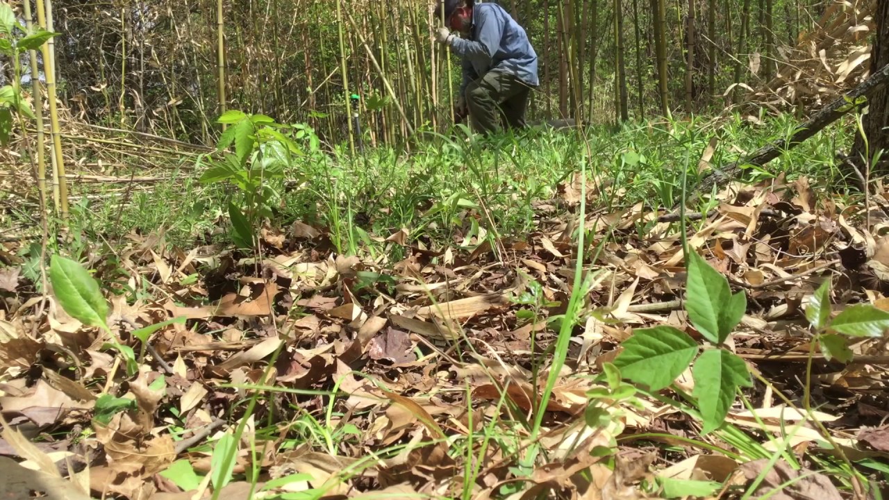 Thinning Madake bamboo - YouTube