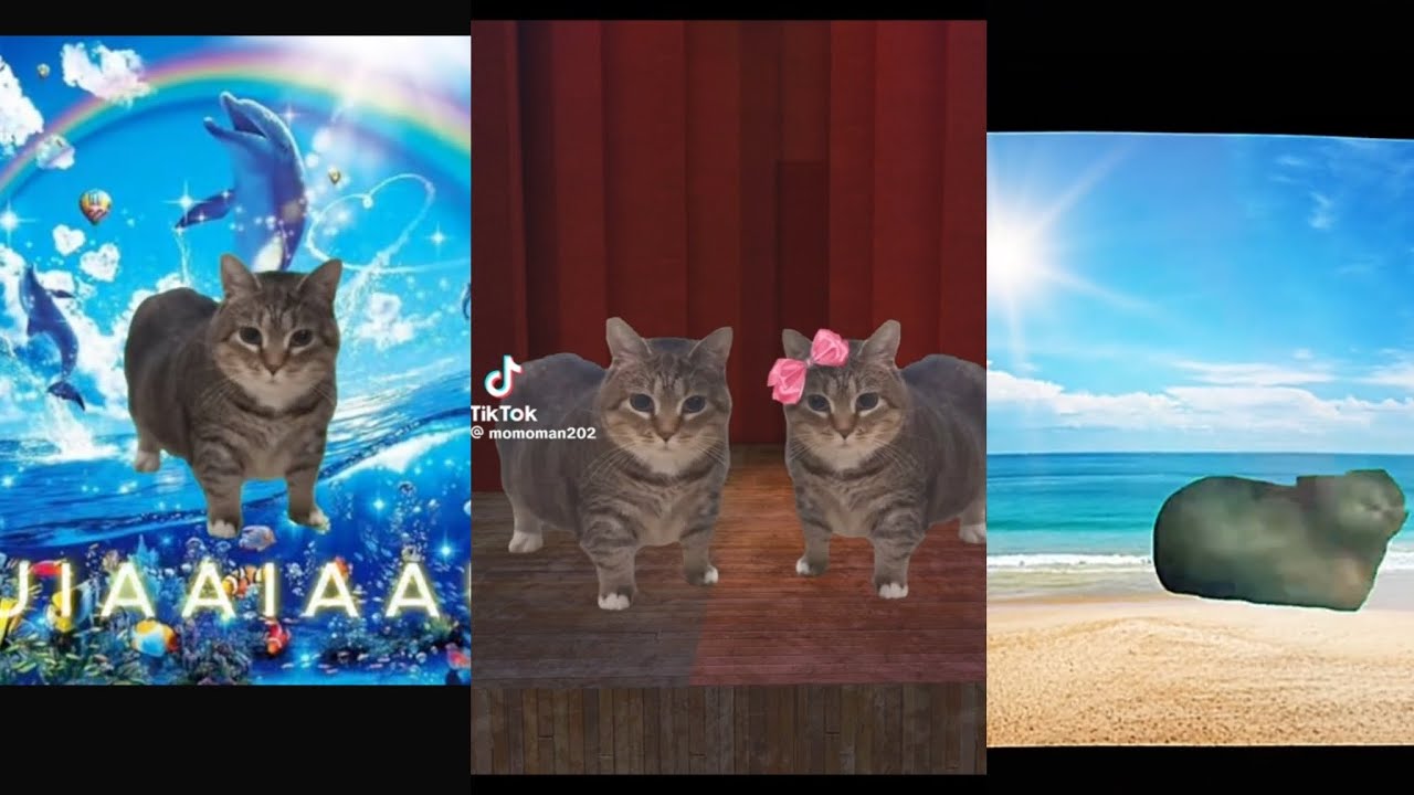 Ethel Cat (Ui Ai Cat) video compilation #1 - YouTube