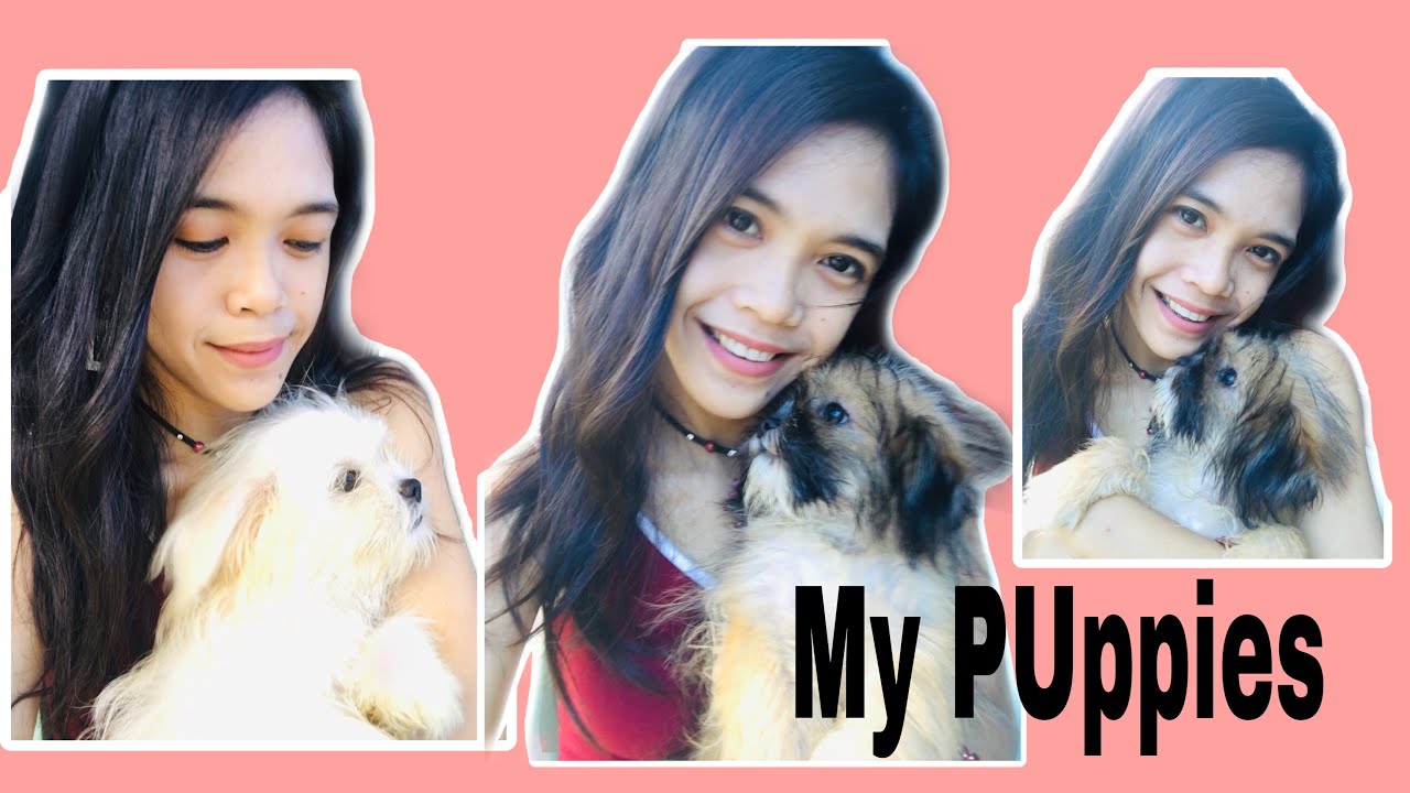 MY FUNNY PUPPIES AND CUTE PUUPY VIDEOS COMPILATION - YouTube