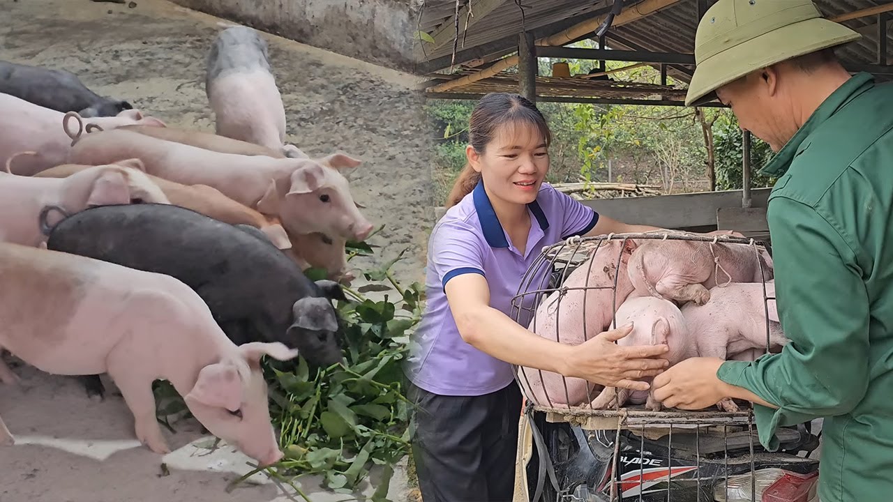 Don't buy pigs infected with African swine fever, find a reputable ...