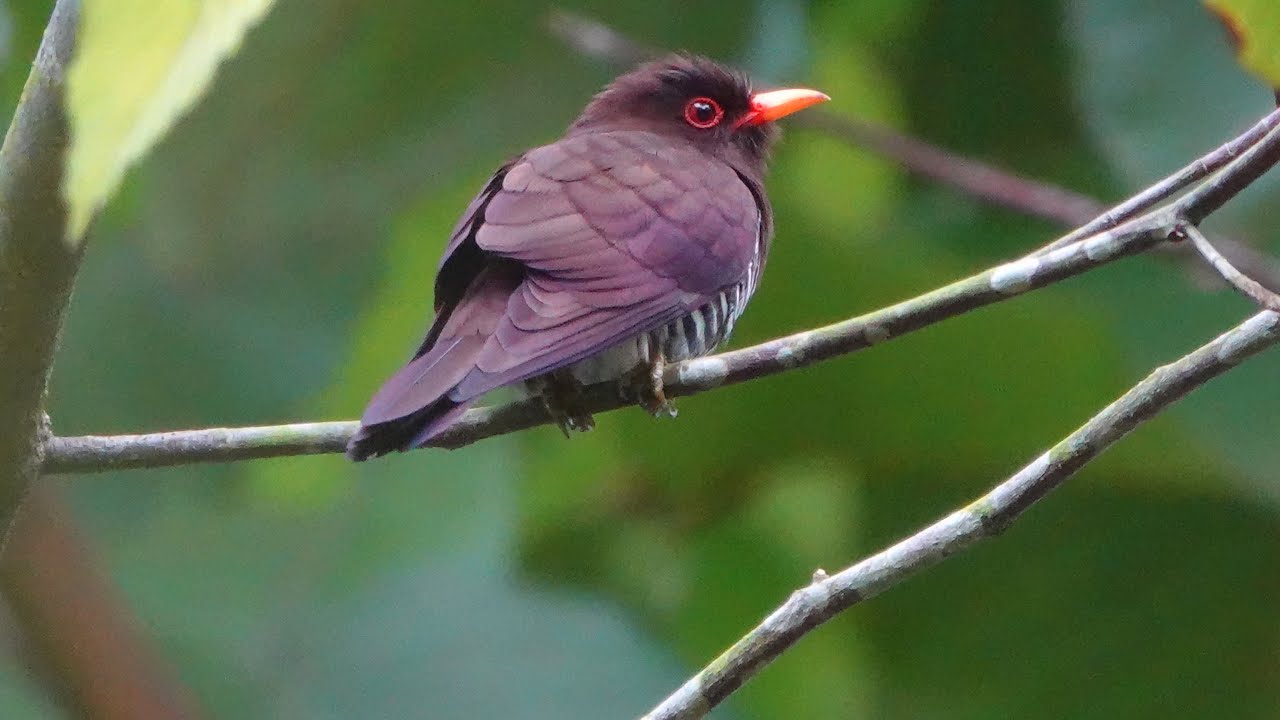 Male VIOLET CUCKOO @ Singapore Botanic Gardens - YouTube