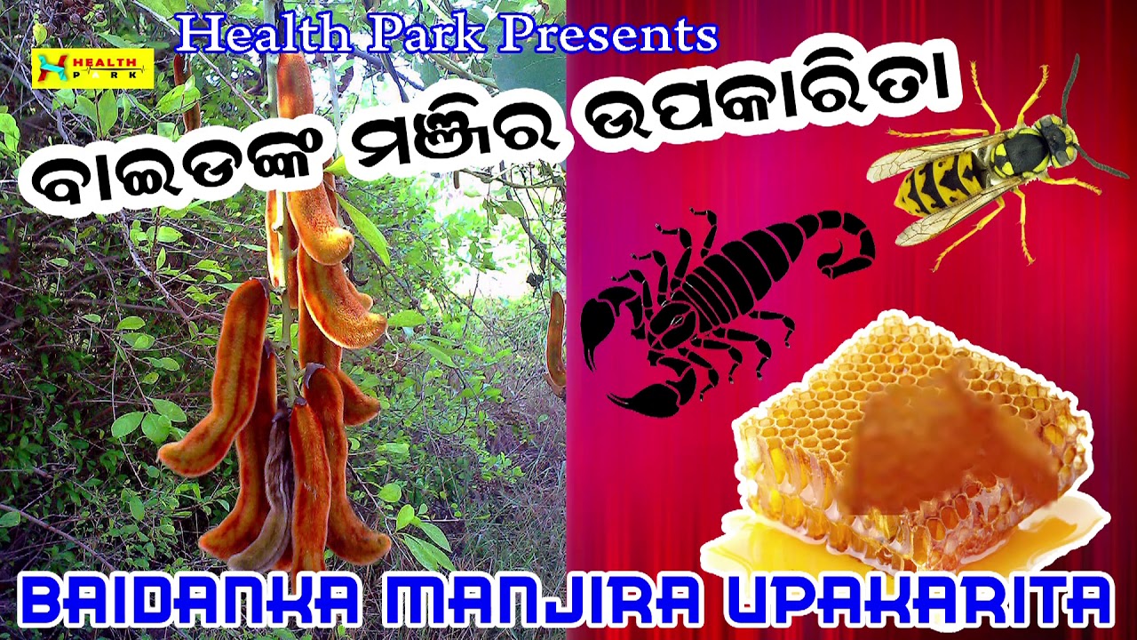 Baidanka Phalara Upakarita - Benefits Of Mucuna Pruriens - YouTube