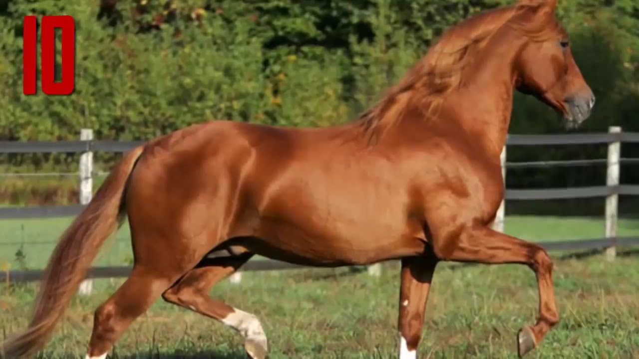 10 most populr horse bread in world #horse #riders - YouTube