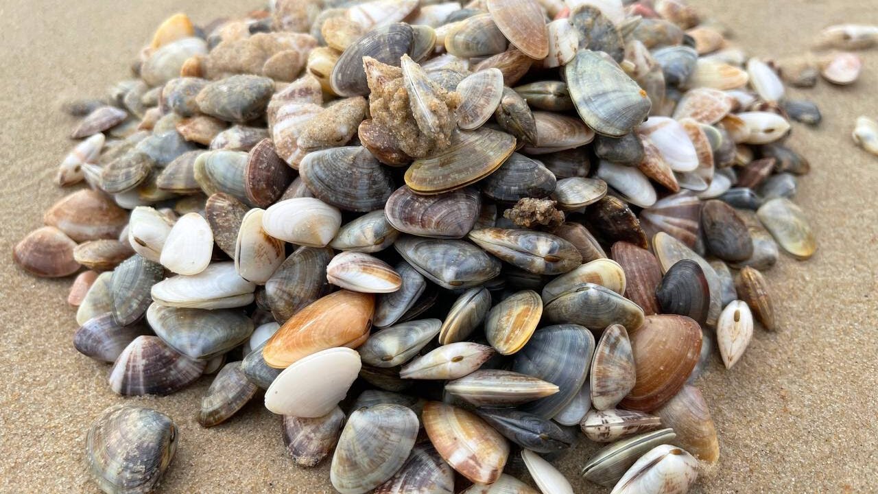 10000 Sand clam | Sea Clams & sand clams finding - YouTube