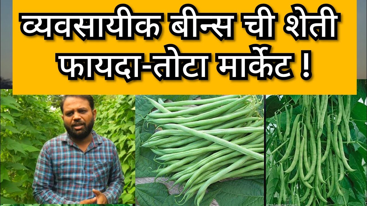 व्यवसायीक बीन्स ची शेती |Beans farming |#बीन्स #beans #कृषी_भरारी - YouTube