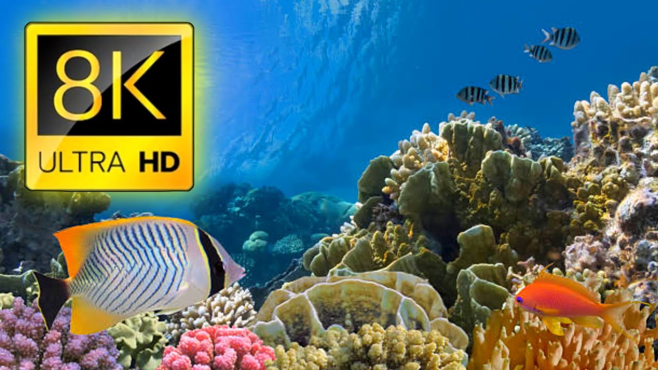 Deep Underwater Ocean Wildlife 8k ULTRA HD - YouTube