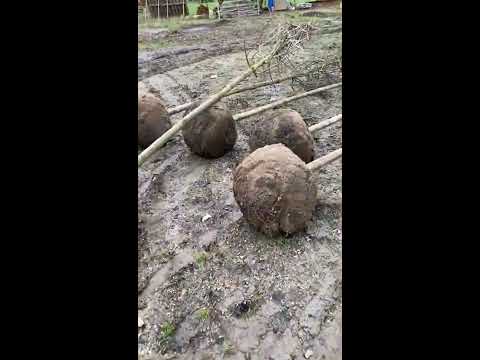 Planting root ball trees. - YouTube