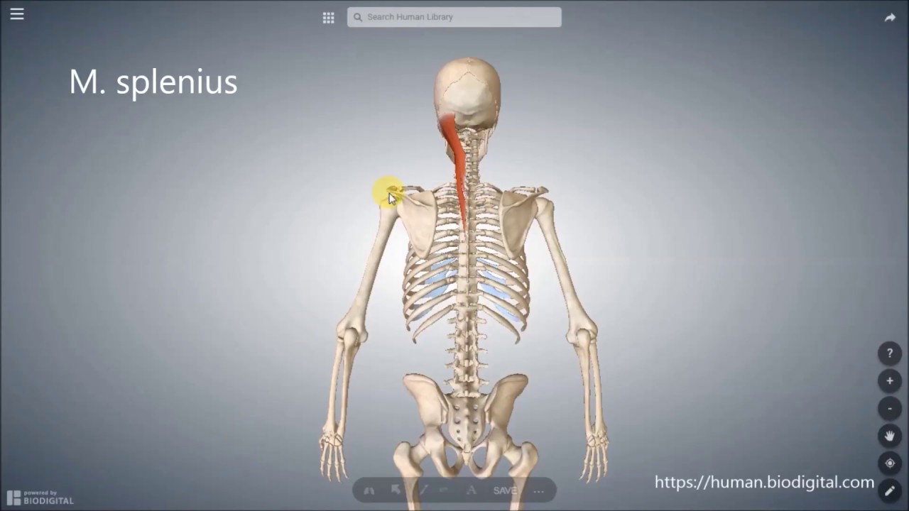 M.splenius - YouTube