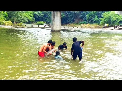 මුහුදු මාළුයි ගඟේ මාළුයි විසි දැලට කොටුවෙයි | @FishingWithSuresh ...
