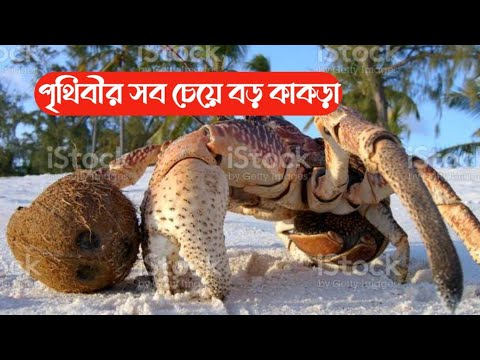 পৃথিবীর সবচেয়ে বড় কাঁকড়া।। Coconut Crab - YouTube