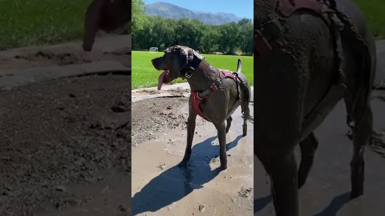 Hilarious Pup Makes Massive Mess in Mud! #Dogs #Shorts - YouTube