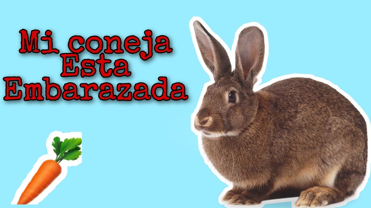 Gestación y etapas del embarazo de una coneja, (cuidados) - YouTube