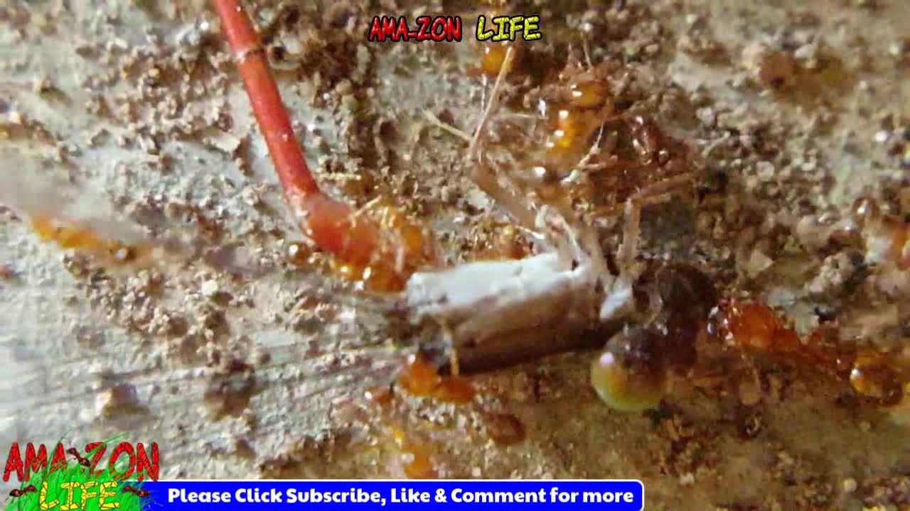 Ant vs Dragonfly | Amazing Video Ant attacks with Dragonfly - YouTube