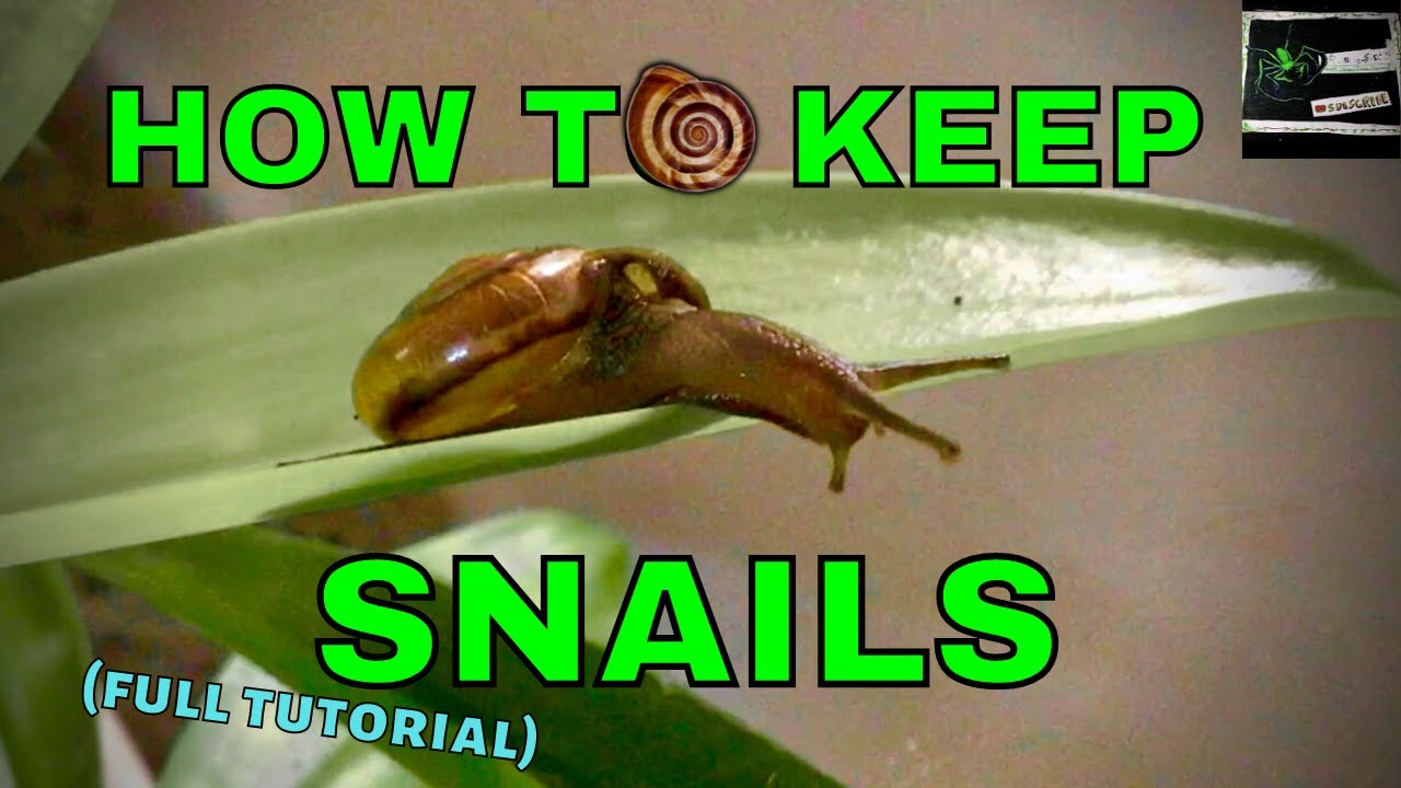 How To Keep Snails? | Full Tutorial (A.B.S.E.) - YouTube