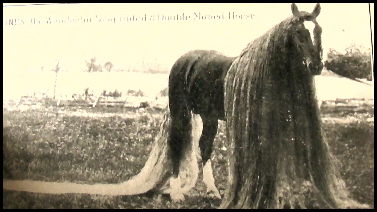 Freak Show Animals - Linus Long Tailed and Double Maned Horse Postcard ...