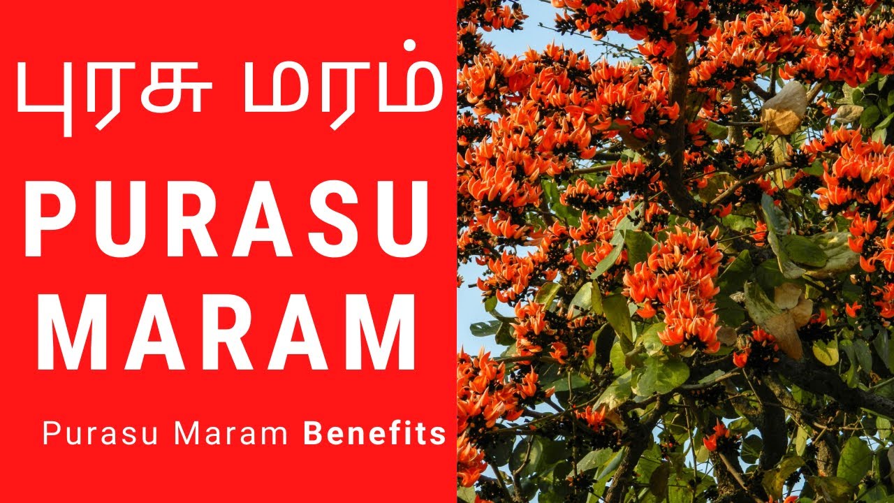 Purasu maram | புரசு மரம் | Purasu tree in tamil | புரசு மரம் பயன்கள் ...