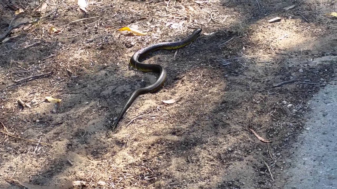 Snake - dugite - YouTube