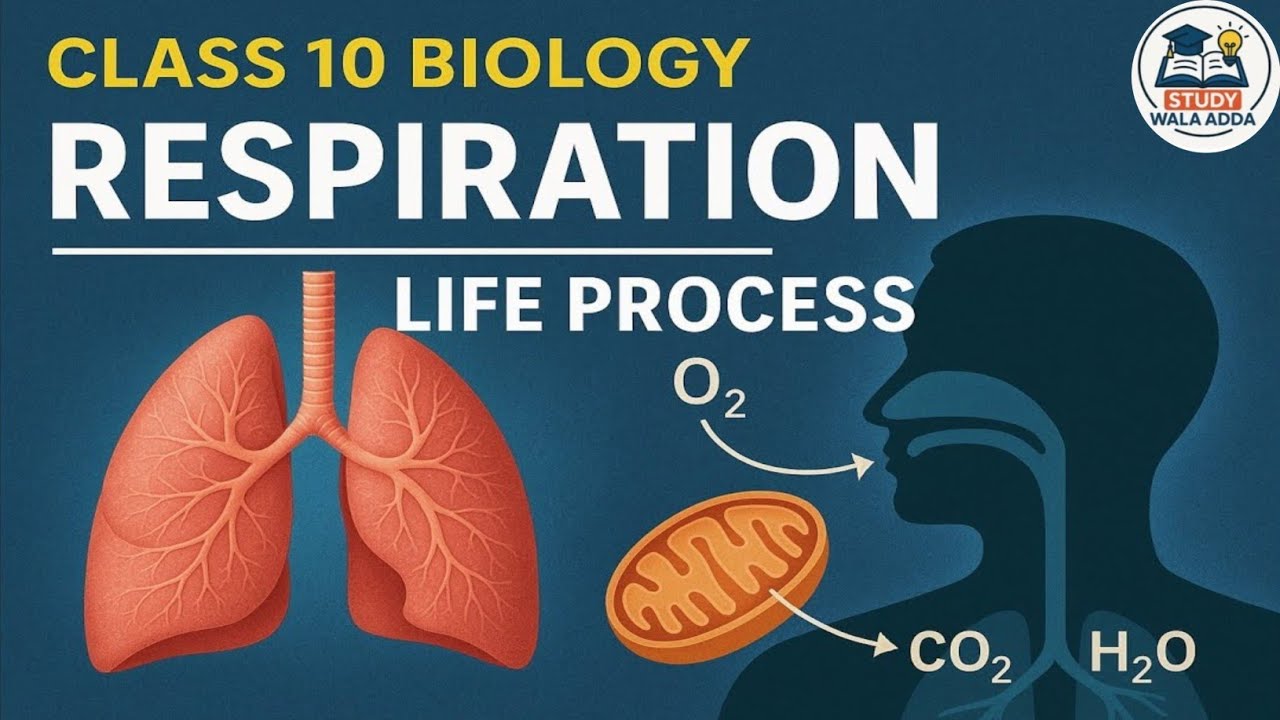 Class 10 Biology - Respiration Part-1 | Life Process Explained with ...